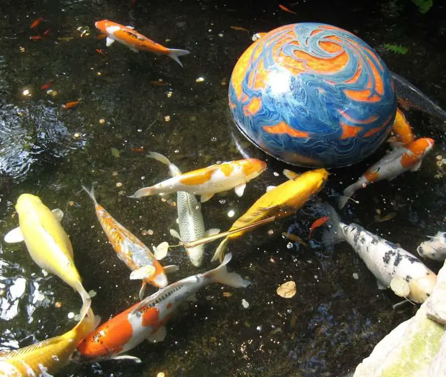 Building Koi Ponds: 9 Easy And Basic Tips Important!