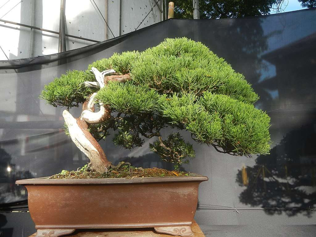 Penjing vs Bonsai: 7 Intriguing Differences