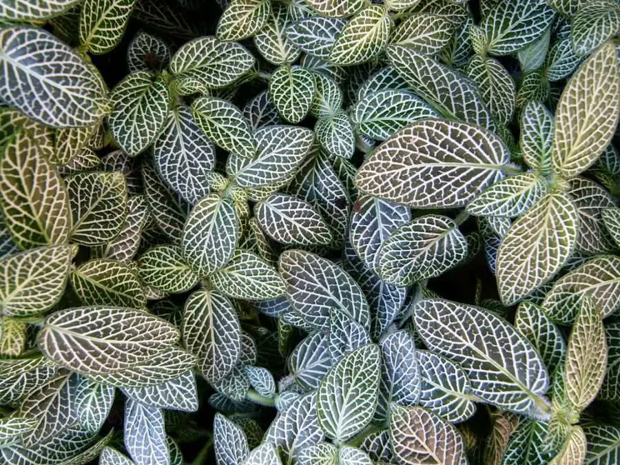 How to Make a Nerve Plant Thrive: 10 Fittonia Tips and Tricks