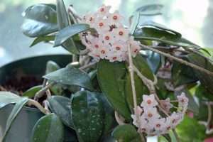 Hoya Plant Care Indoors: 11 Easy Hoya Care Tips For Beginners