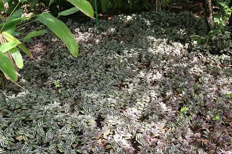 Inch Plant Care Made Easy (The Ultimate Care Guide)