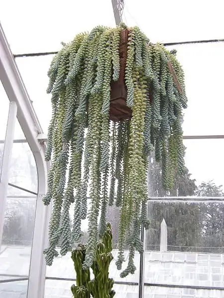 Burro's Tail Plant Care [The Complete Guide]