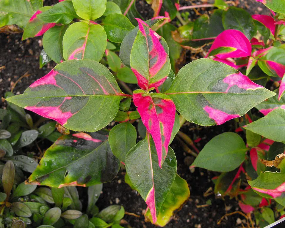 Alternanthera Party Time Care: 7 Easy Growth Hacks