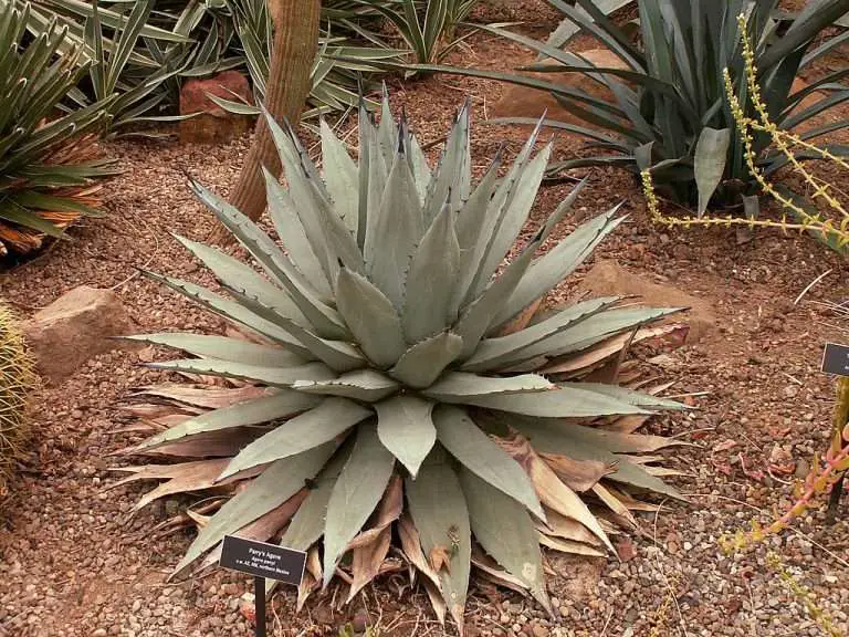 Growing Agave in Pots: 5 Best Indoor Varieties For Beginners