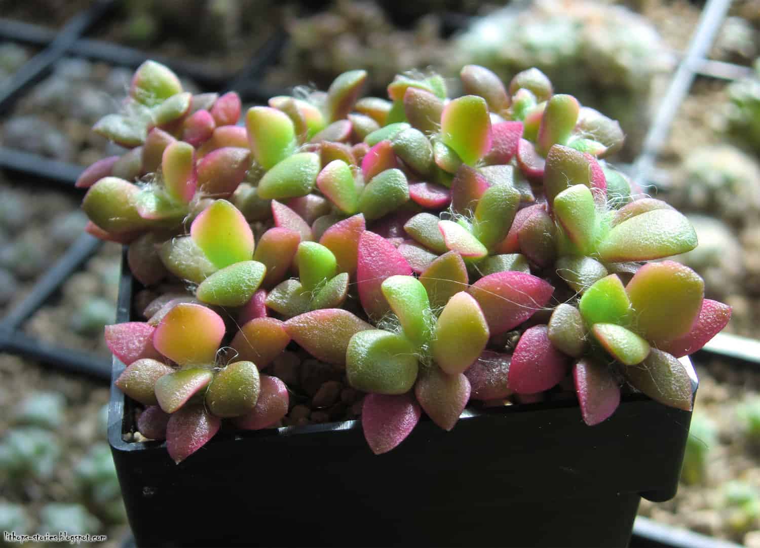 Anacampseros Sunrise Care: Grow This Easy Succulent
