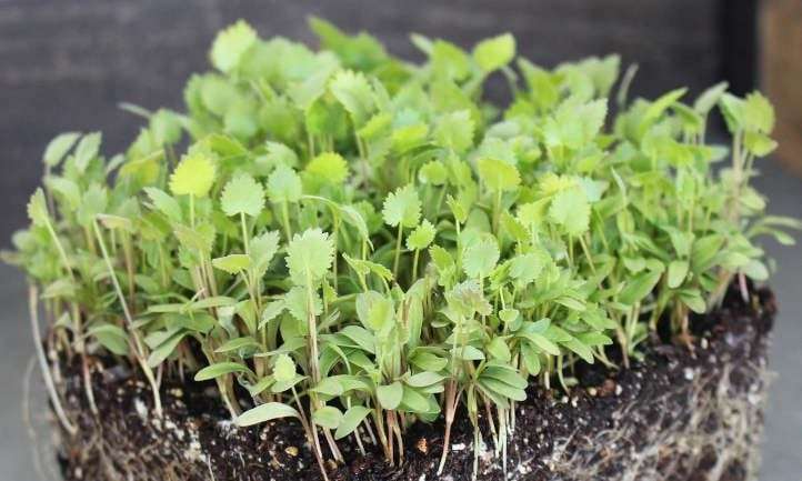 How To Grow Anise Microgreens: 7 Easy Steps for Beginners!