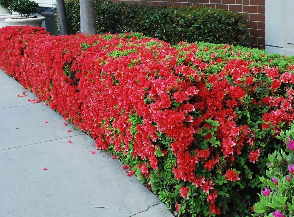 Indoor Azaleas Cheat Sheet 10 Tips And Tricks For Success