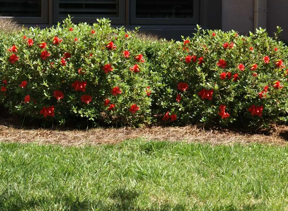 Indoor Azaleas Cheat Sheet 10 Tips And Tricks For Success