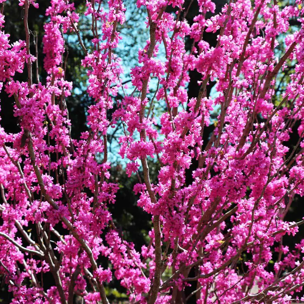 How to Grow and Care for an Avondale Chinese Redbud Tree