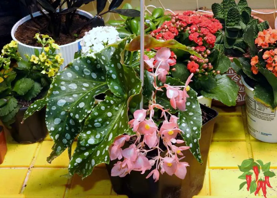 BEGINNER INDOOR GARDENING