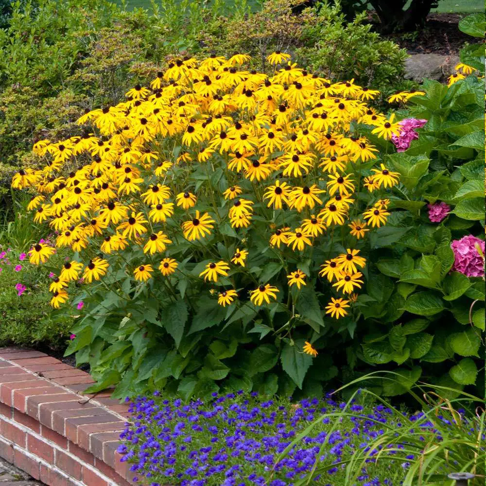Black-Eyed Susan Plant Care: 7 Tips And Tricks For Beginners