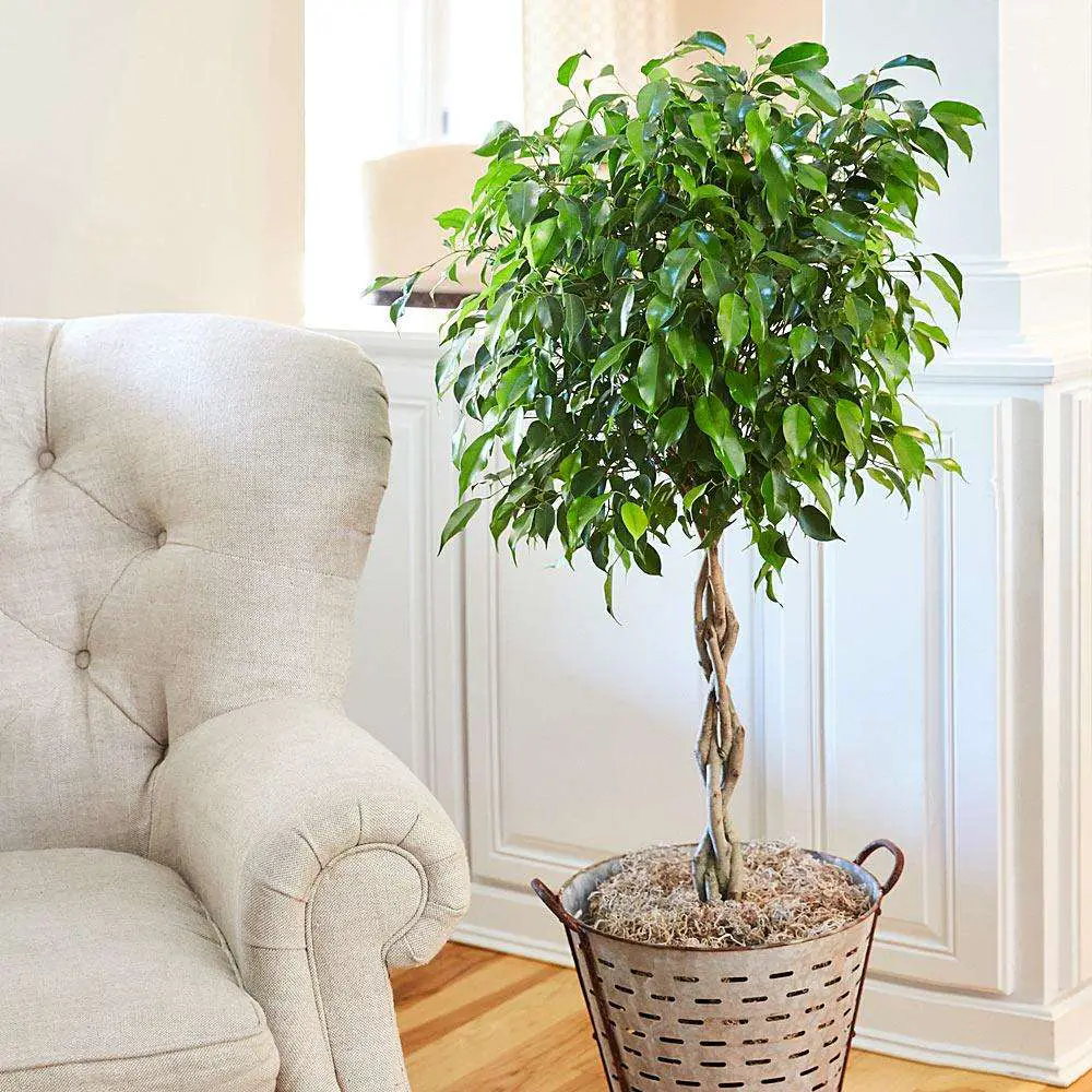 Ficus Benjamina Indoors: 6 Easy Growth Tips For Beginners