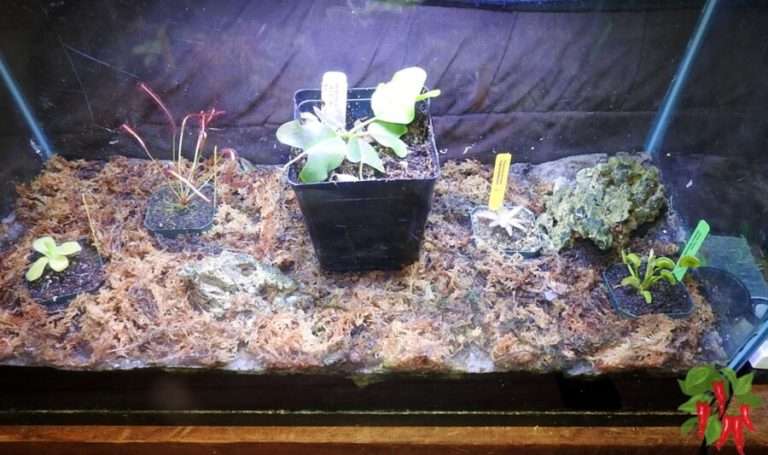 How To Build a Carnivorous Plant Terrarium: Easy Guide