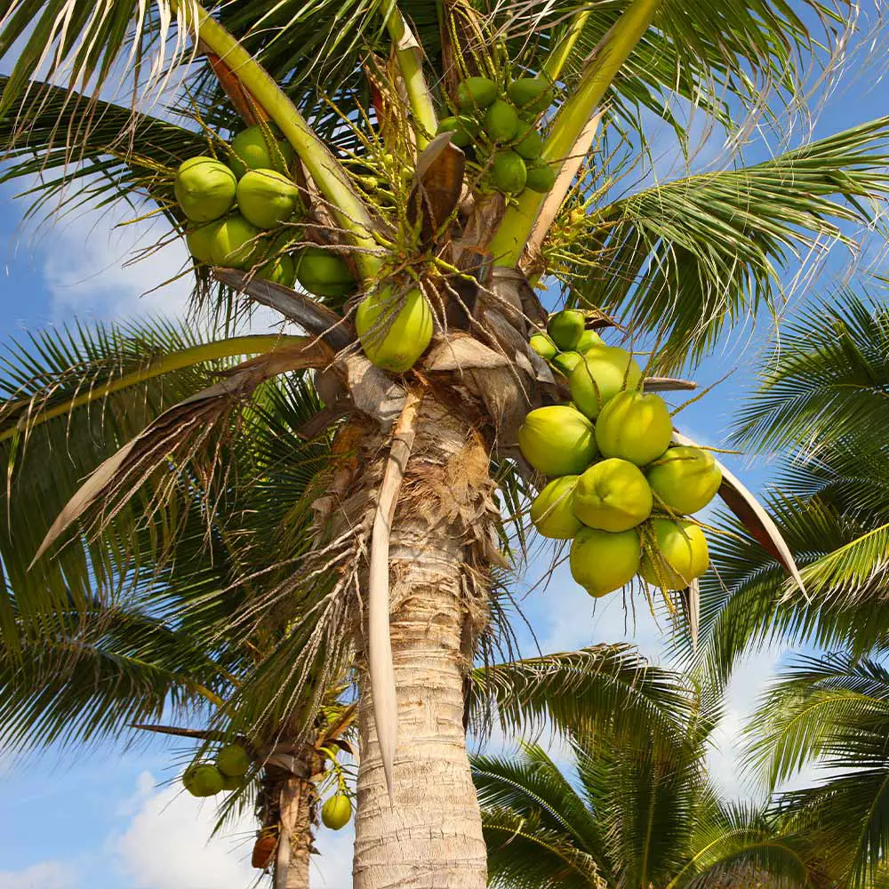 Growing Coconut Trees In Containers: 7 Tips And Tricks For Beginners
