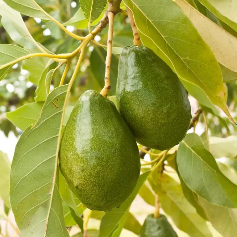 Indoor Avocado Tree Care:10 Step Ultimate Care Guide
