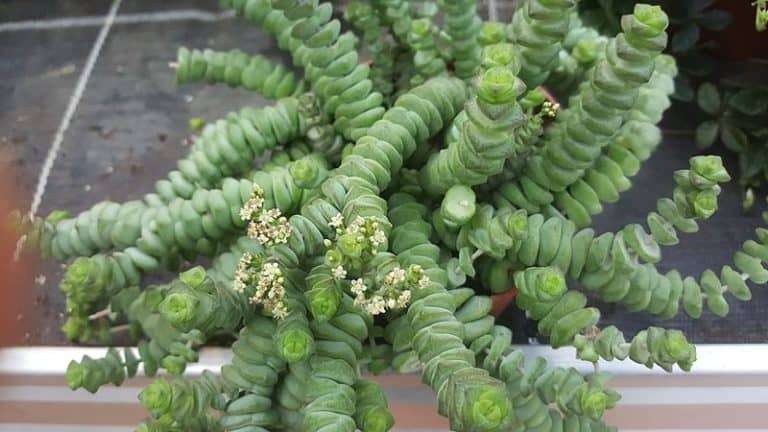Crassula Baby Necklace Succulent: Crassula Rupestris Easy Care Guide