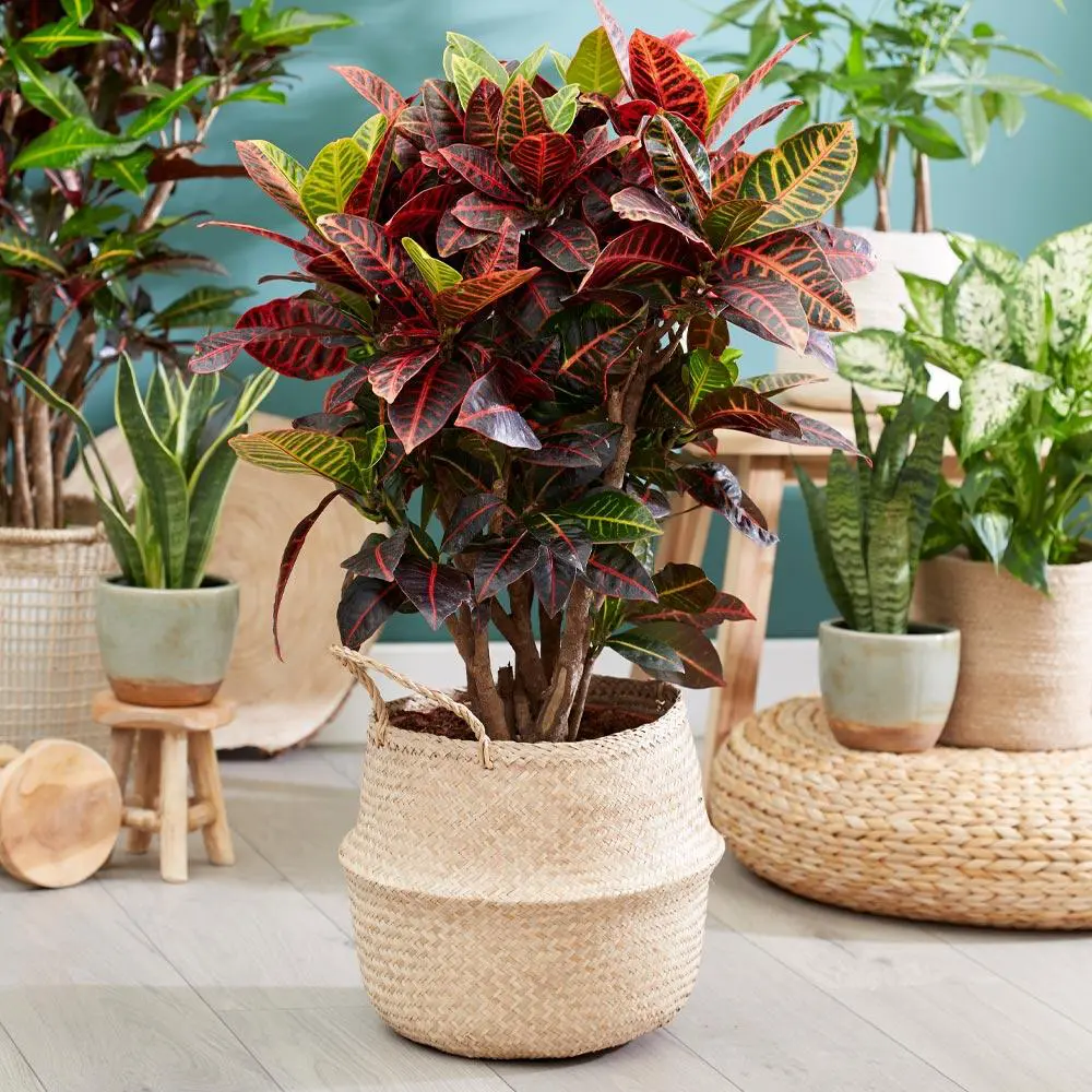 15 Croton Plant Indoor Care Growth Tips For Beginners