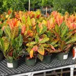 15 Croton Plant Indoor Care Growth Tips For Beginners