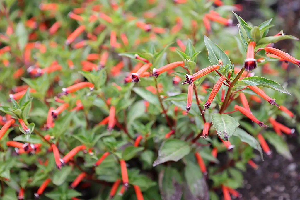 Cuphea Plant Care: 9 Mexican Heather Growth Hacks