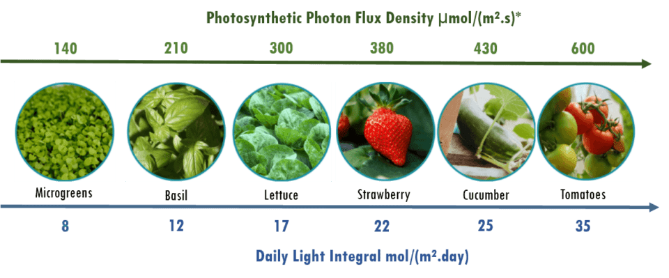 Growing Vegetables Indoors With Lights: The Truth You Need To Know