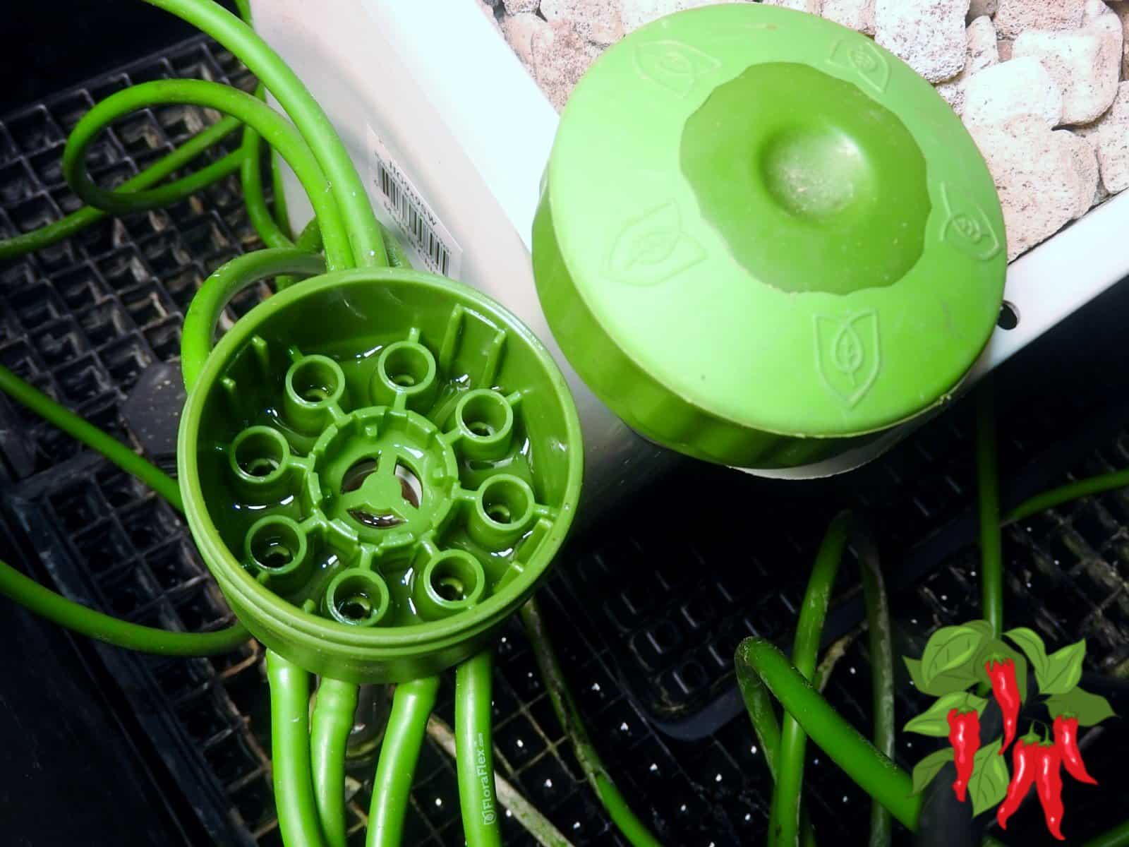 Growing Flowers Hydroponically - New Focus