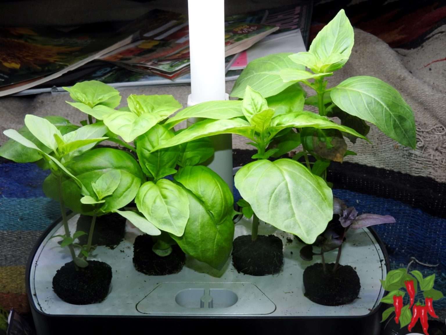 How to Grow Basil Hydroponically in Your AeroGarden: 7 Easy Tips