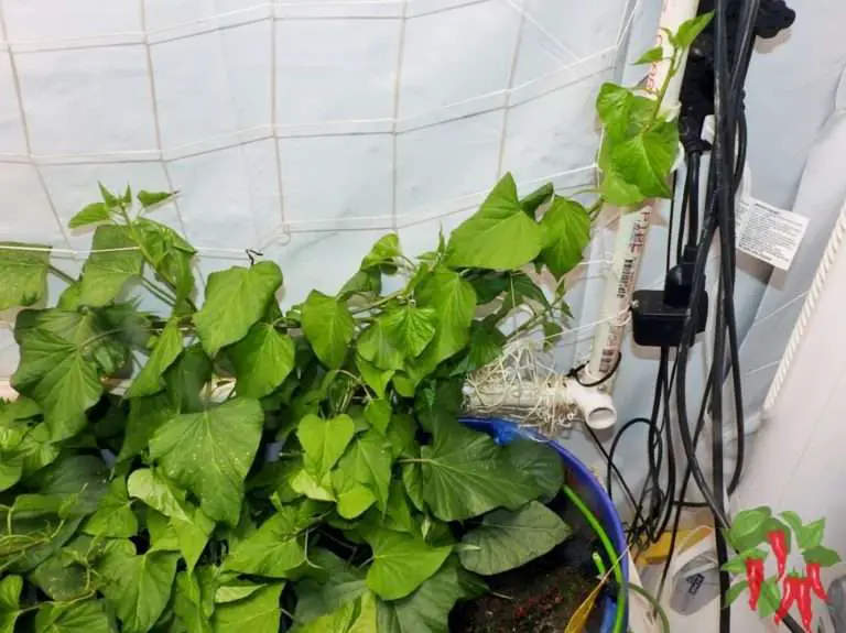 Small Closet Grow Room Setup: 11 Best Hydroponic Setup Tips