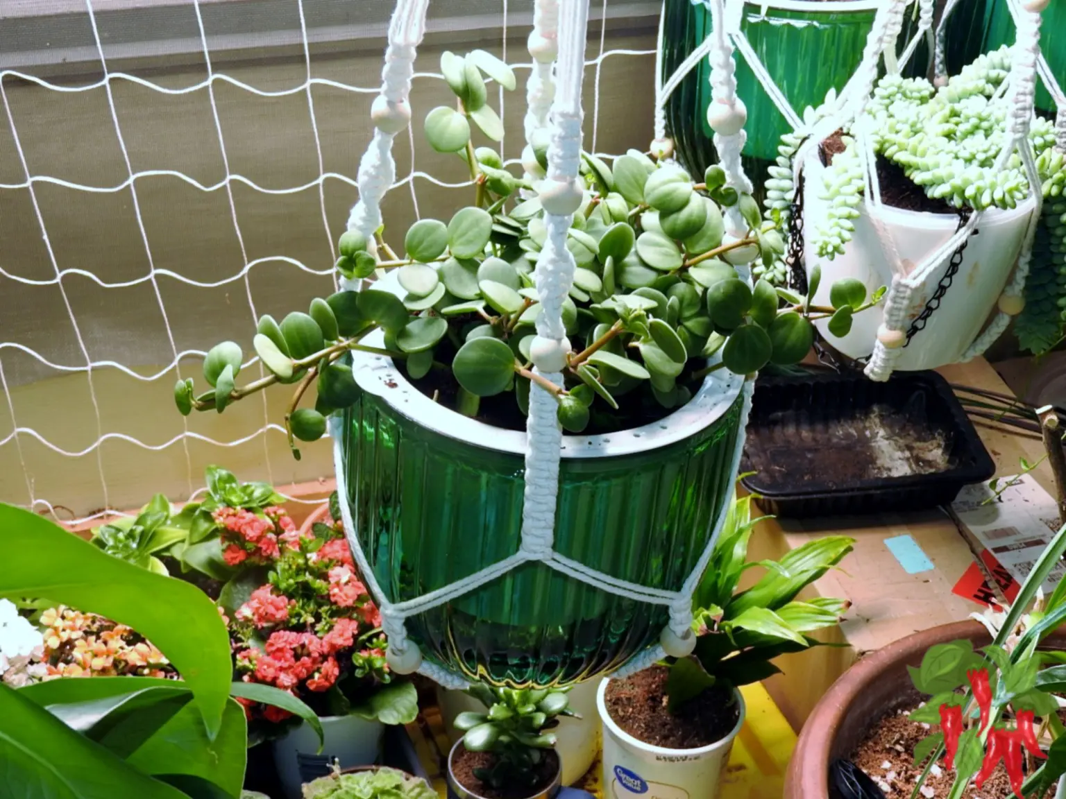 Peperomia Hope: Easy Peperomia tetraphylla Care Guide