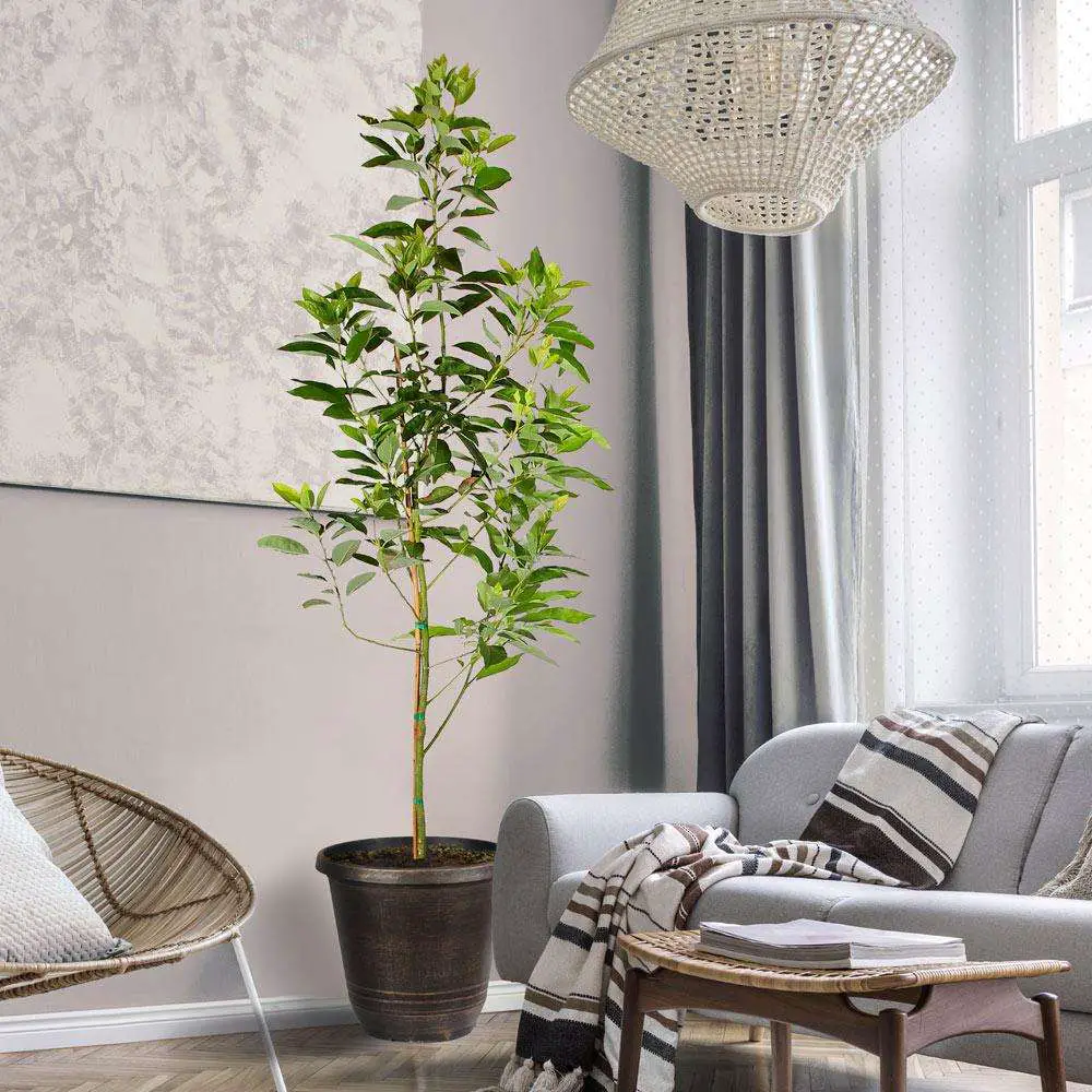 Indoor Avocado Tree Care:10 Step Ultimate Care Guide