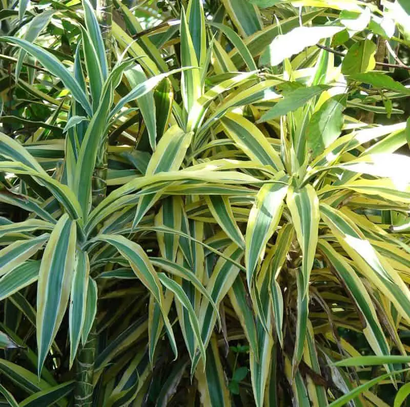 Dracaena Indoor Plant Care: Easy To Grow Houseplant!