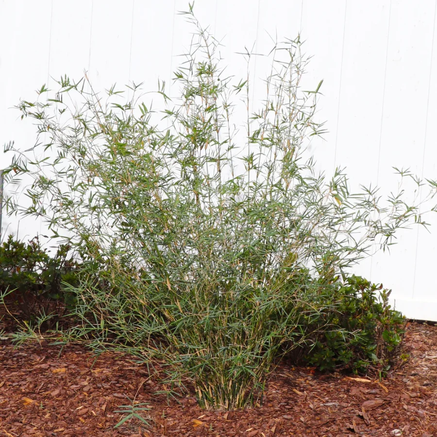 Fernleaf Bamboo Indoor Care: 11 Easy Care Tips For Beginners