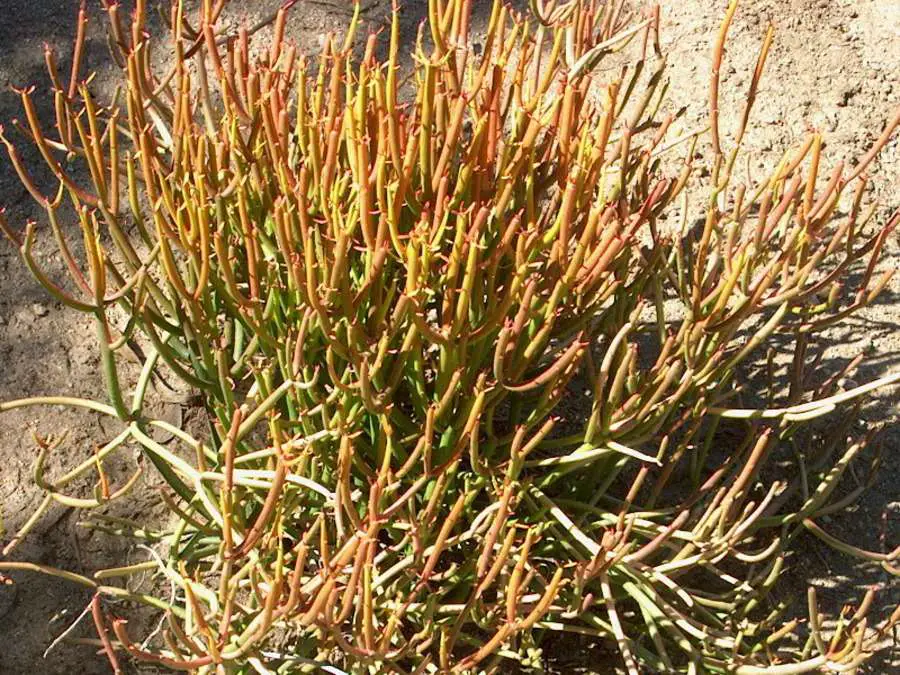 Firestick Plant Indoor Care: 5 Essential Tips for Thriving Indoors