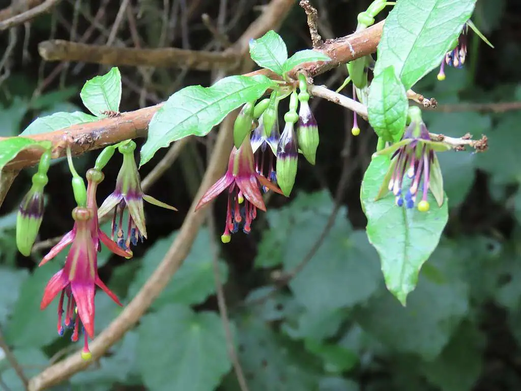 Fuchsia Tree Care - Fuchsia excorticata: Growing in Pots Indoors