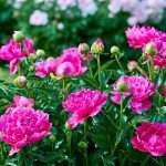 Can You Grow Peonies In A Pot? 17 Easy Potted Peonies Tips