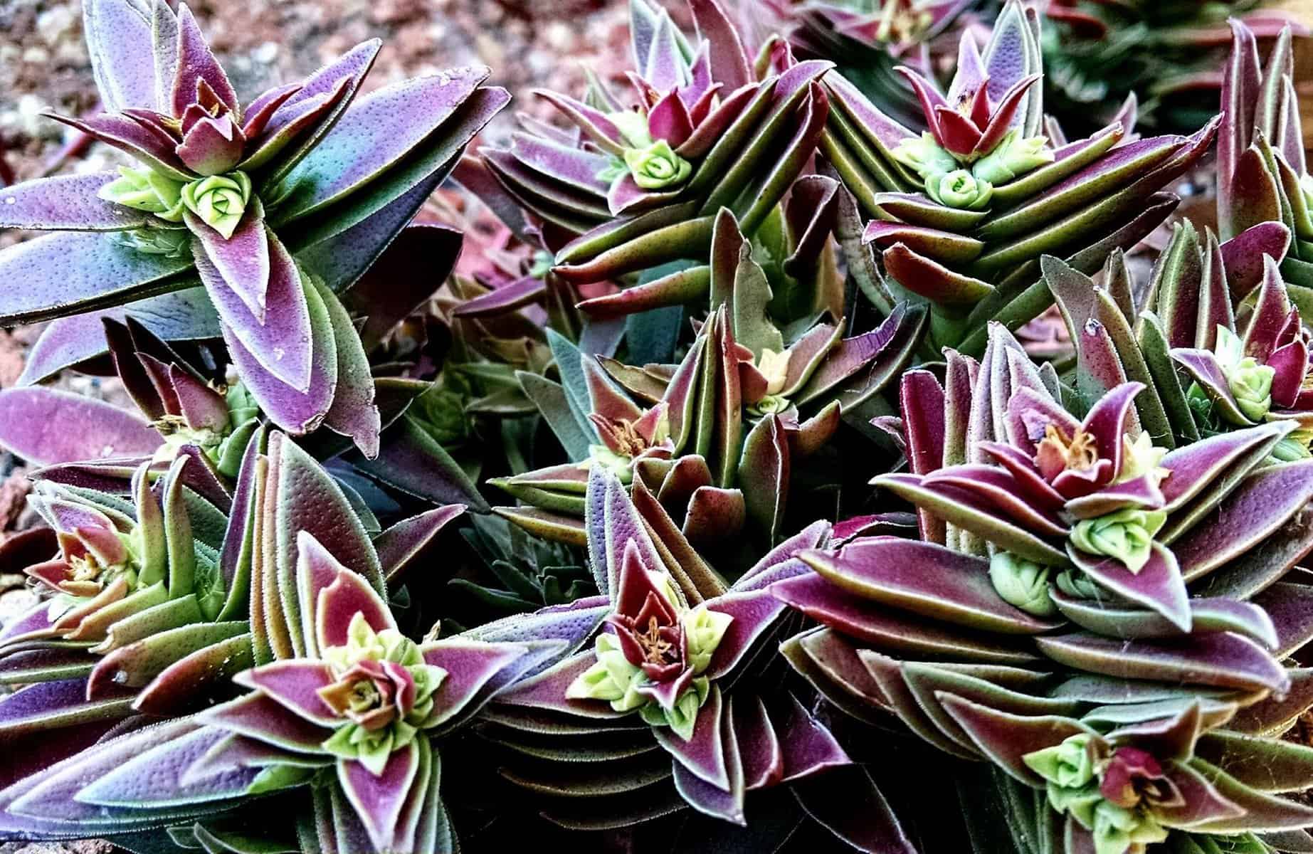 Crassula Corymbulosa Care: Grow This Unique And Easy Plant