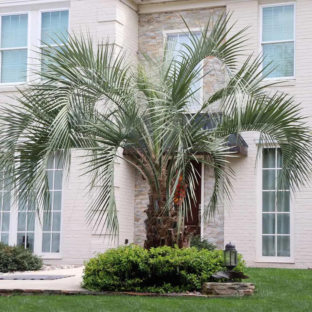 Pindo Palm Care Guide: 7 Easy Care Tips For Beginners