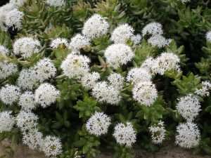 Sedum Adolphii Care: 13 Golden Sedum Growth Tips
