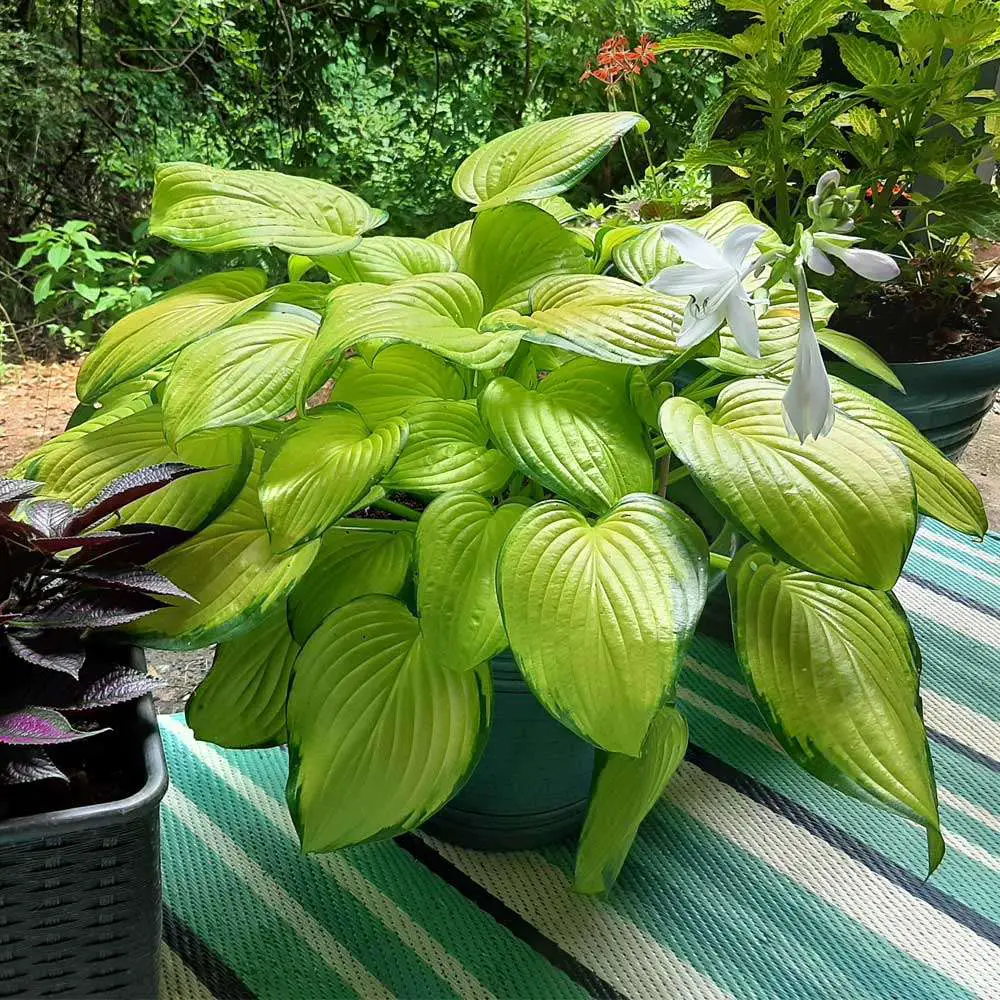15 Tips And Tricks For How To Care For Hostas In Pots