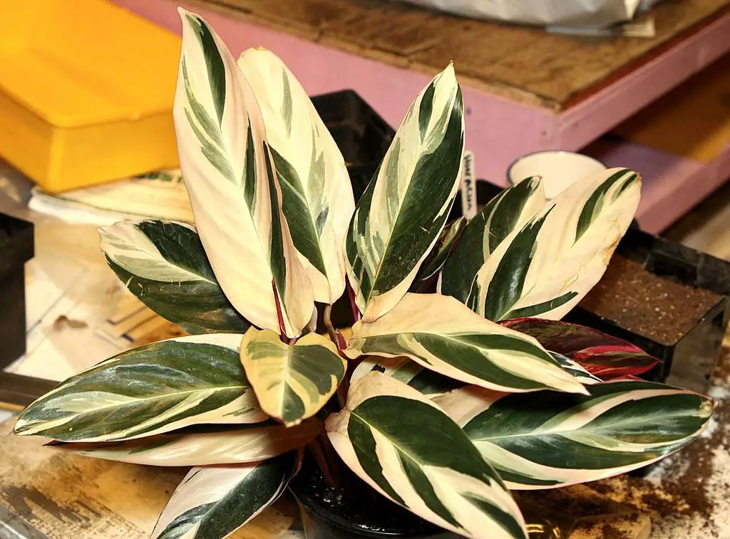 Stromanthe Triostar Care: 13 Tricolor Ginger Plant Tips and Tricks