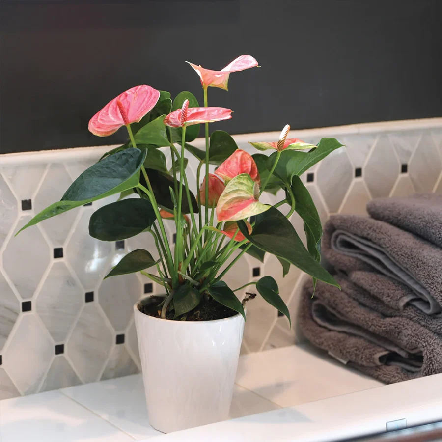 Laceleaf Plant Care: 9 Flamino Flower Growth Tips