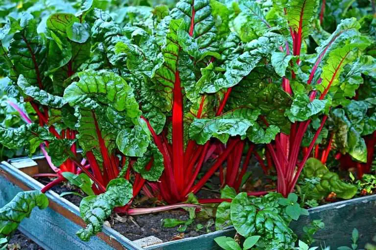 How To Grow Swiss Chard Microgreens: 7 Easy Steps For Beginners