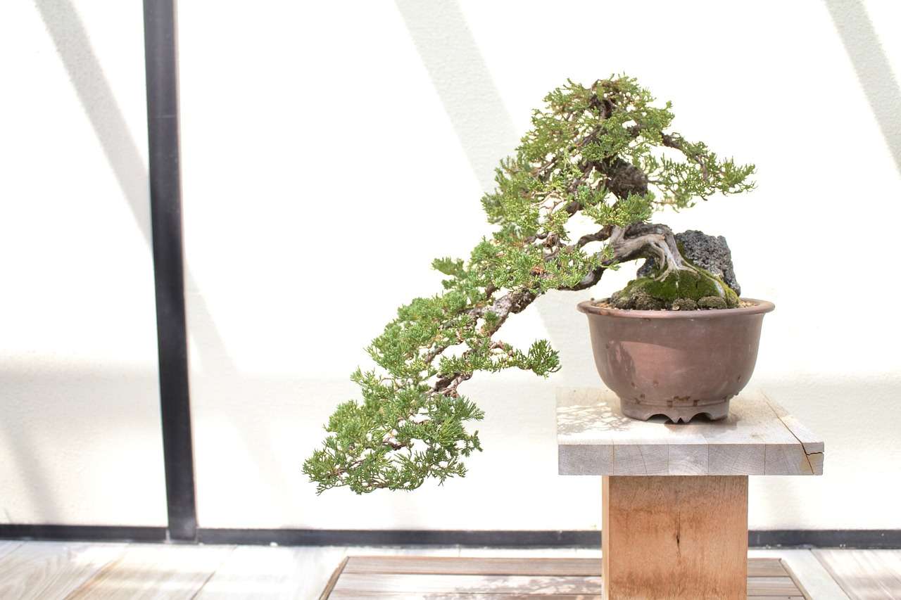 10 Essential Tips for Thriving Indoor Bonsai Trees: Cultivate Your Own ...