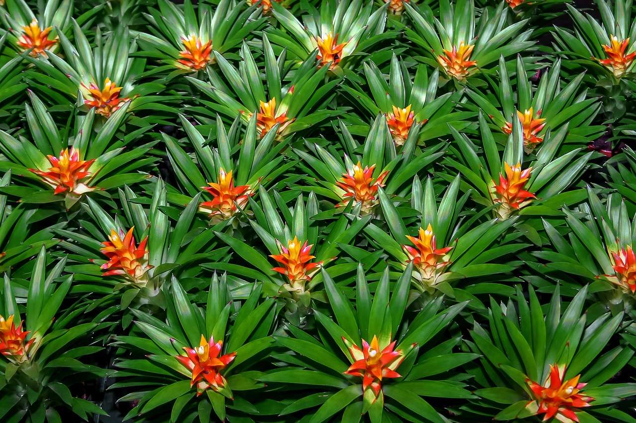 Bromeliad Care Indoors For Beginners: 7 Easy Growth Tips