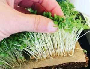 How To Grow Clover Microgreens: 7 Easy Steps For Beginners