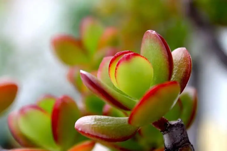 Dwarf Jade Plant Care: Easy Crosby's Dwarf Jade Care Guide