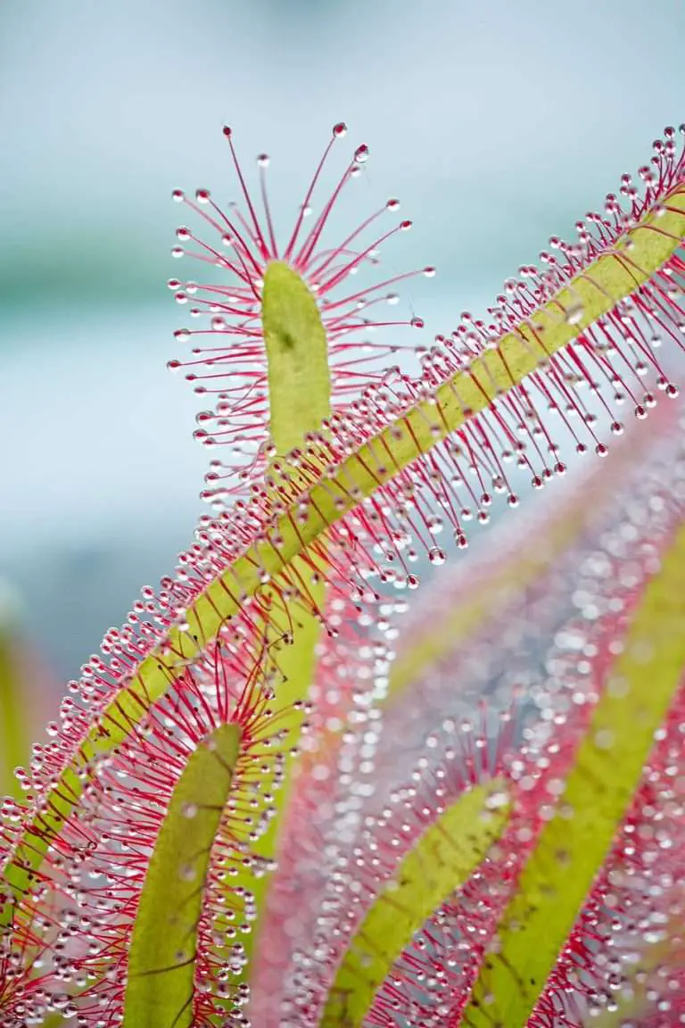 How to Grow Sundews Indoors: 7 Easy Tips and Tricks
