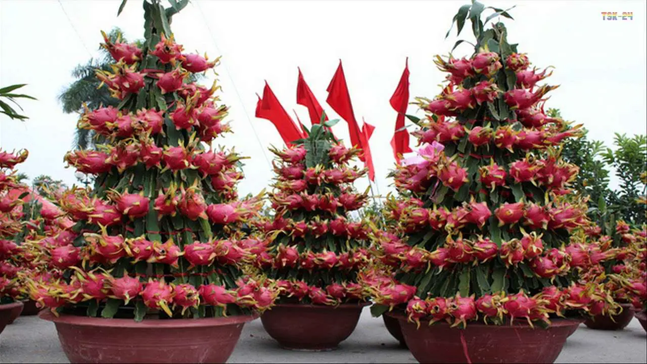 How To Grow Dragon Fruit Indoors - Easy Complete Guide