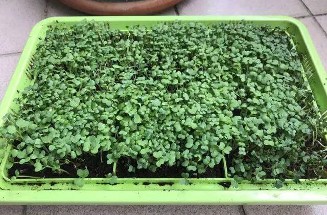 How To Grow Spinach Microgreens 7 Easy Steps For Beginners