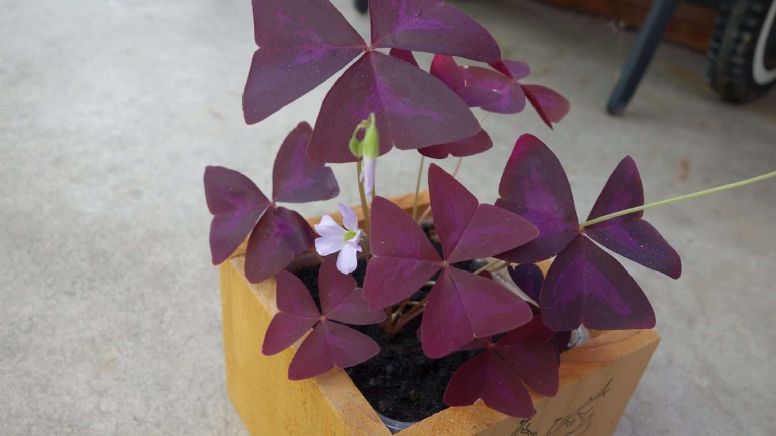Purple Shamrock Plant Care: 13 Tips And Tricks For Beginners