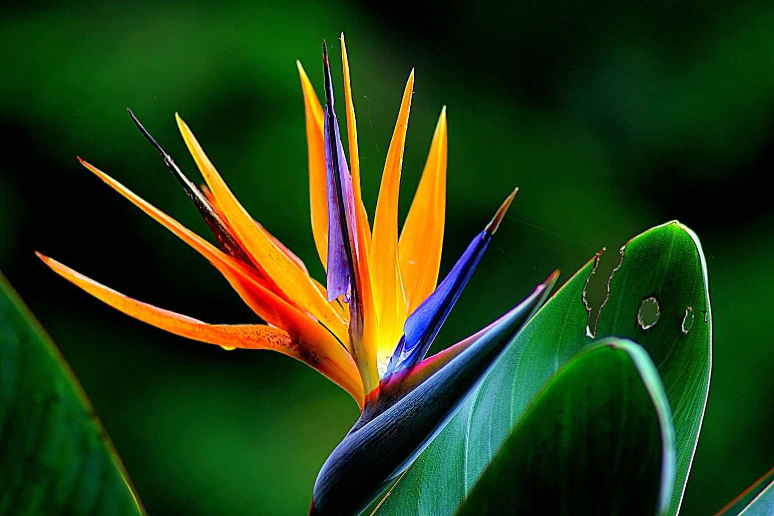 Bird Of Paradise Plant Care Indoors: 8 Strelitzia Growth Tips